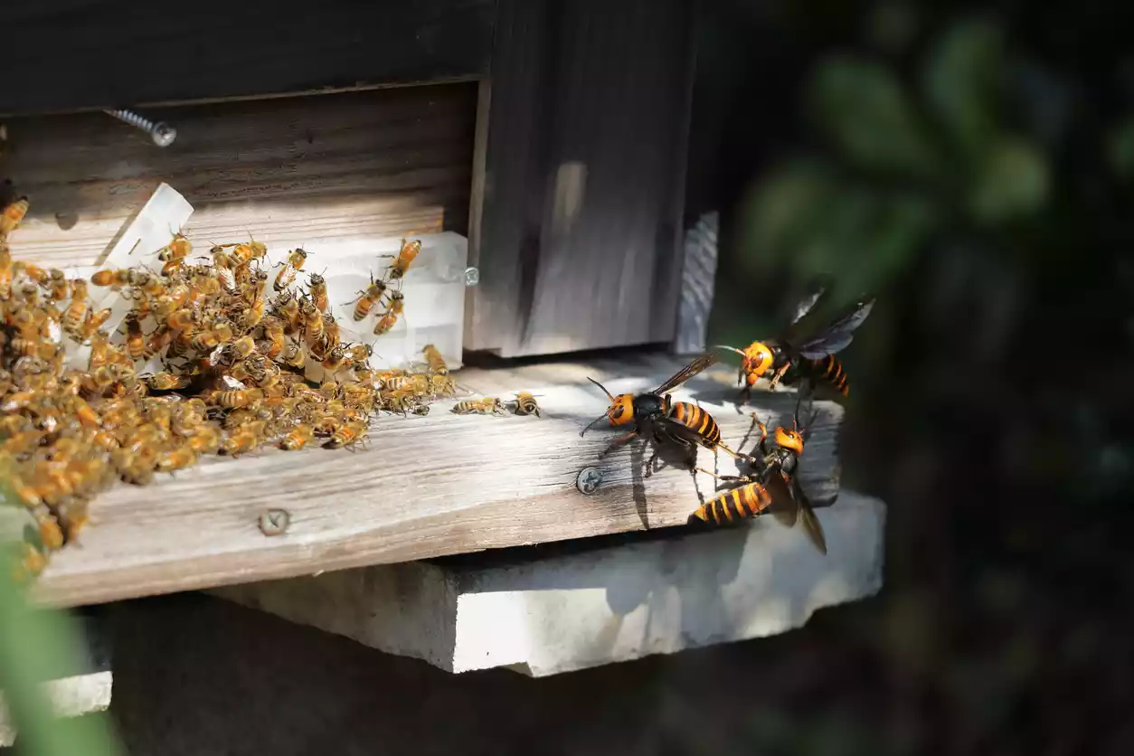 The Difference Between Bees & Wasps - Termagon Termite & Pest Control Blog
