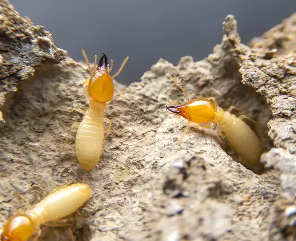 Are There Different Species of Termites? - Termagon Termite & Pest ...