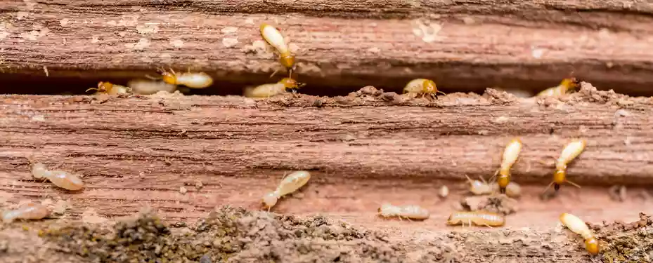 Signs You Have A Termite Problem Inside Your Home - Termagon Termite ...